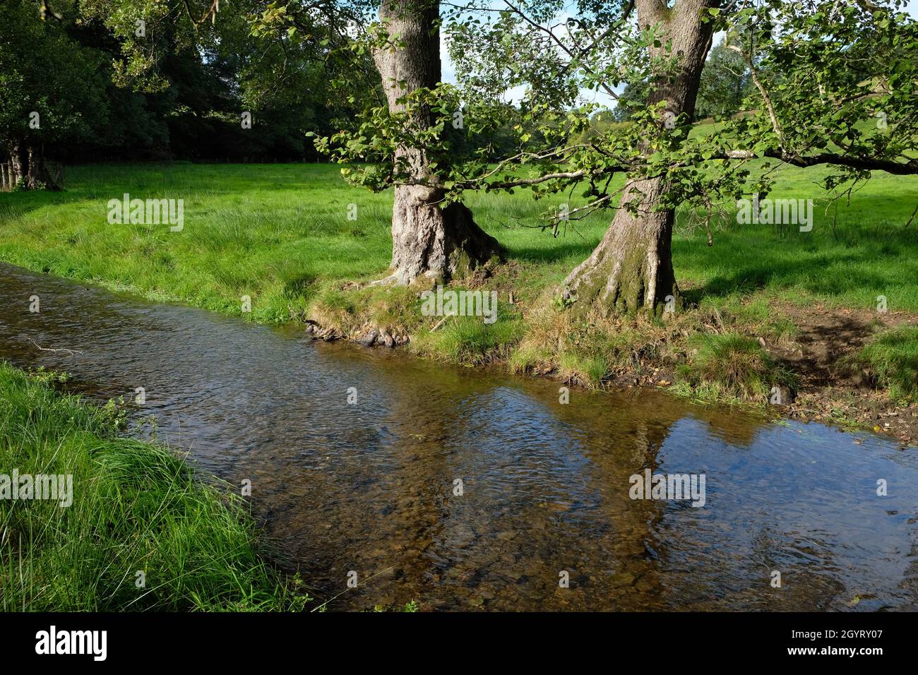 Two common beech trees beside Gladestry Brook, a trout stream beneath ...