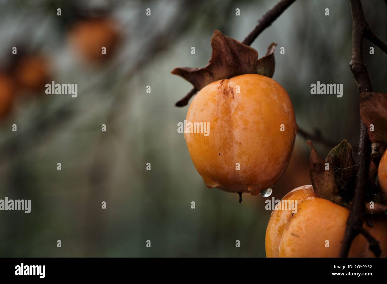 Diospyros kaki tree laden with persimmon ripe fruits Stock Photo - Alamy