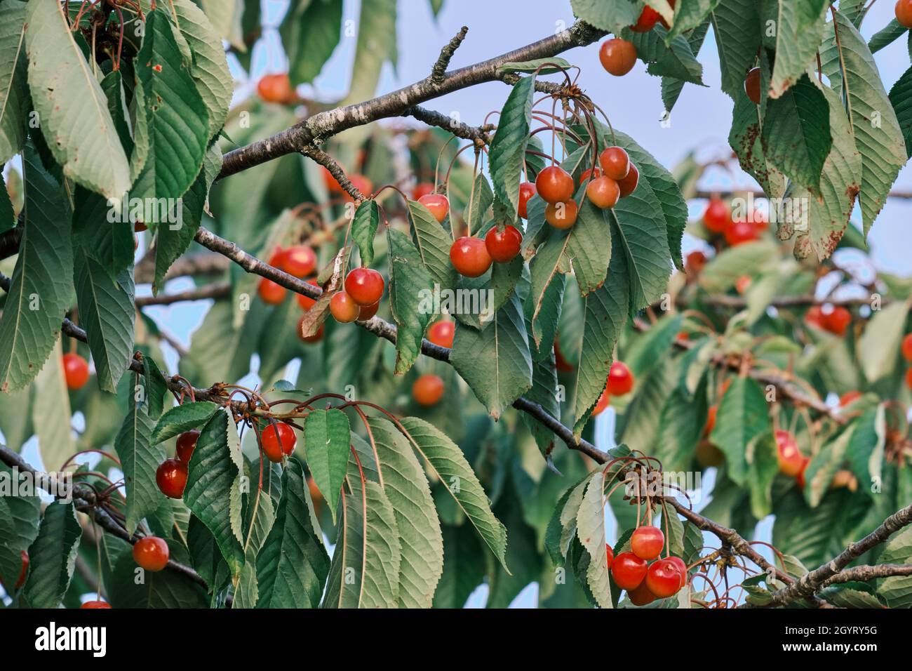 Fresh and sweet cherries ripening in the cherry tree Stock Photo - Alamy