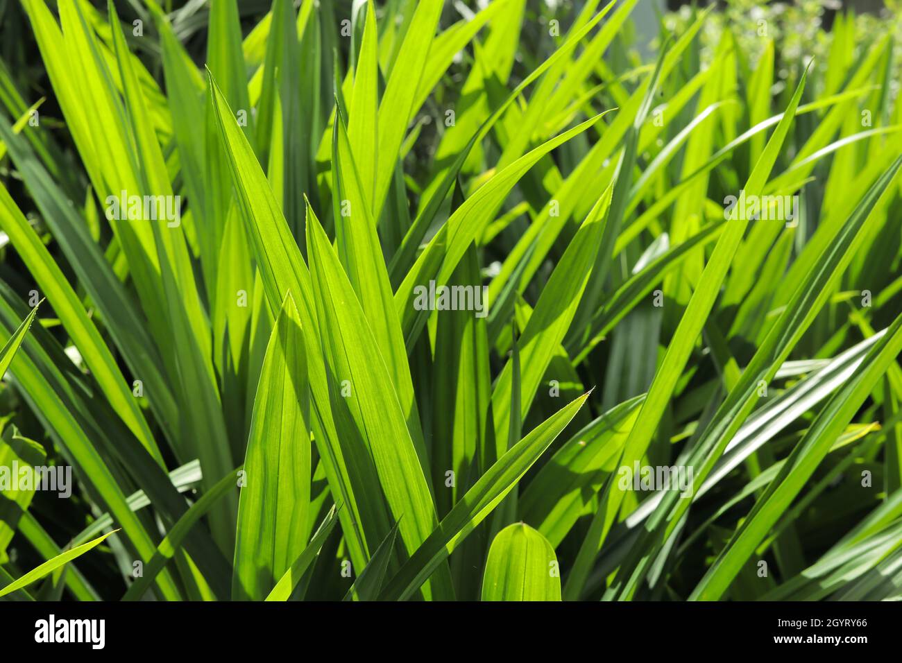 Green pandan bushes in the garden, photo taken in sunlight Stock Photo ...