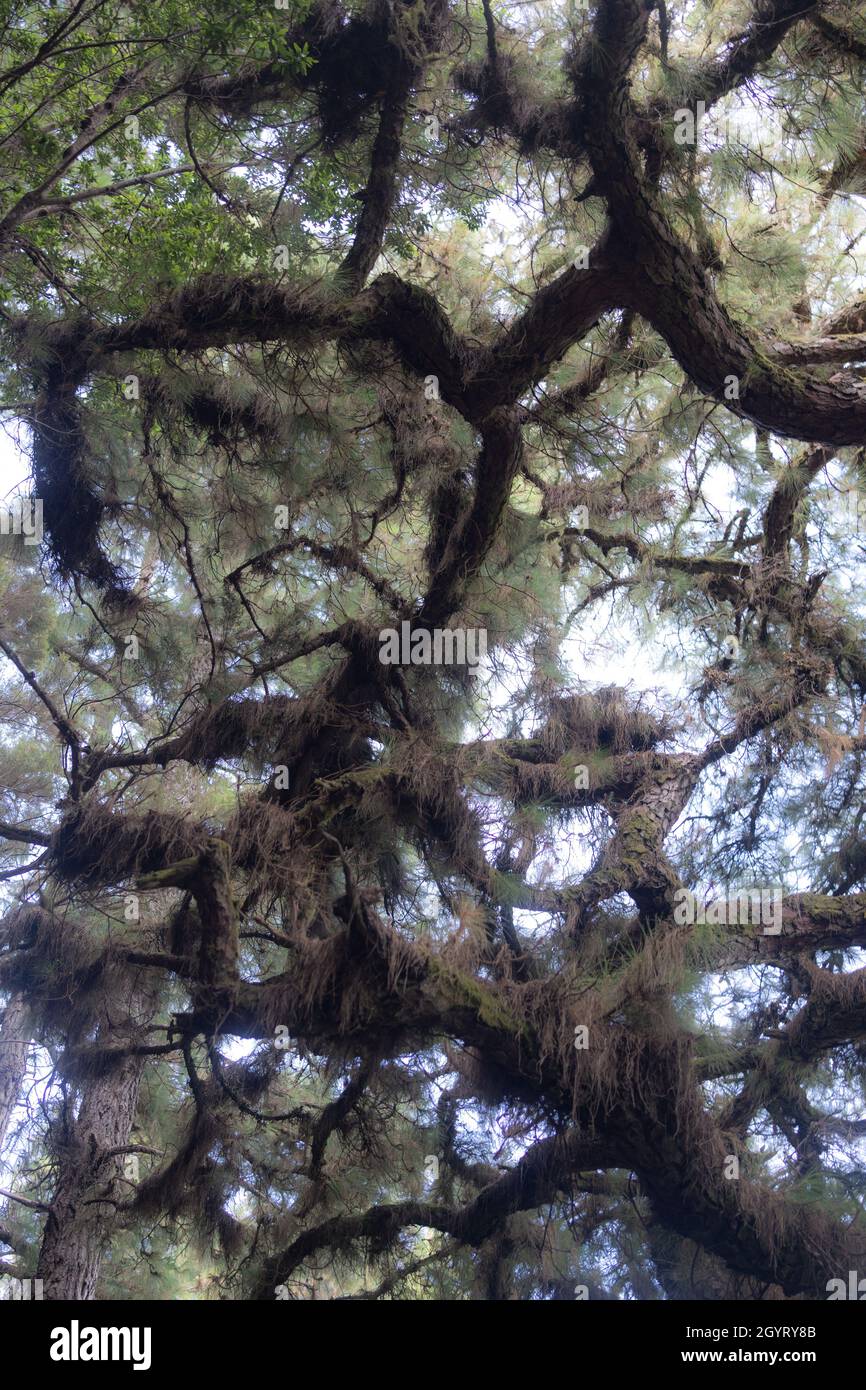 Vertical low angle shot of tall structured trees in a forest Stock ...
