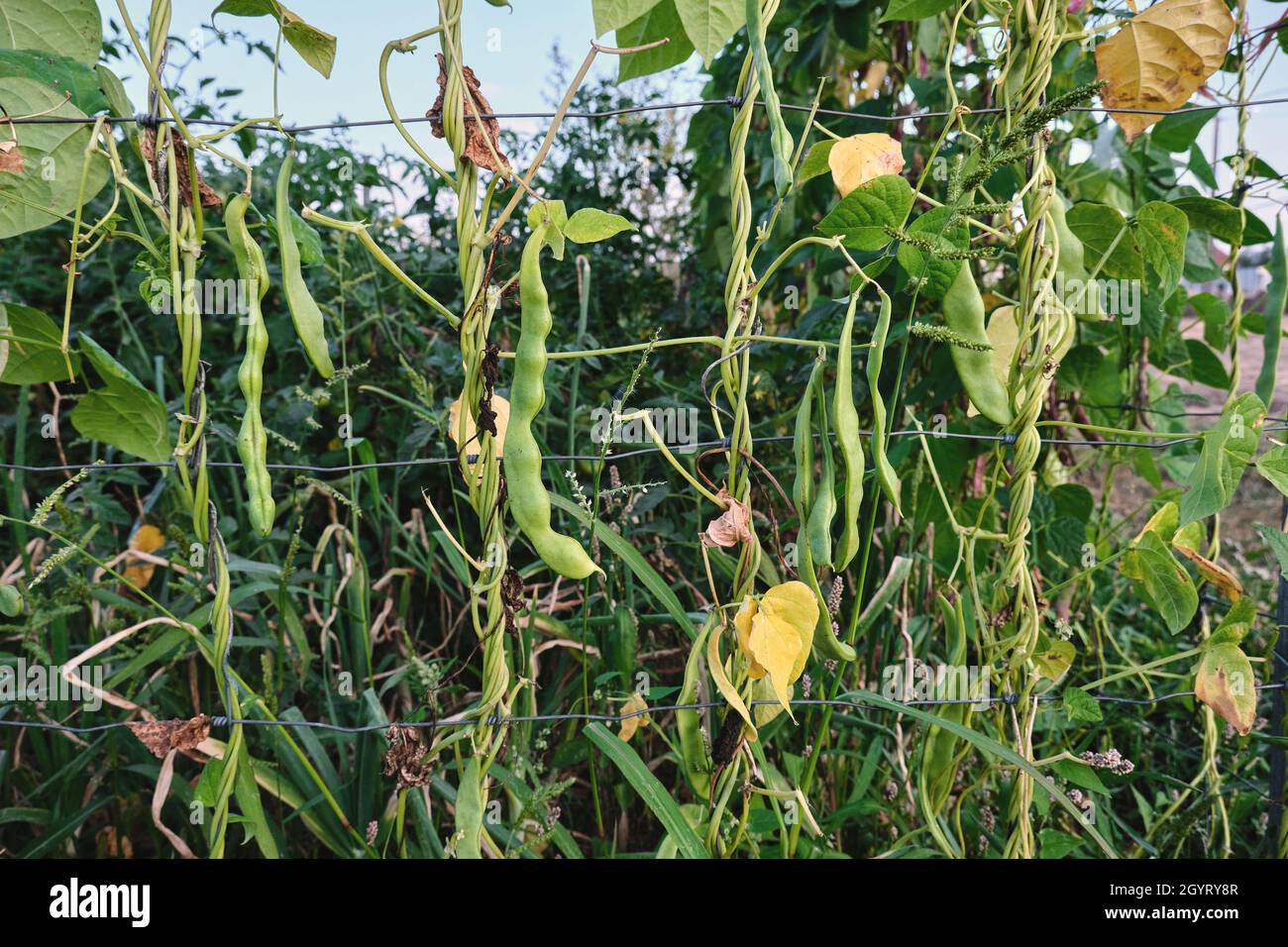 Runner beans Phaseolus coccineus plant with ripe green pods Stock Photo ...