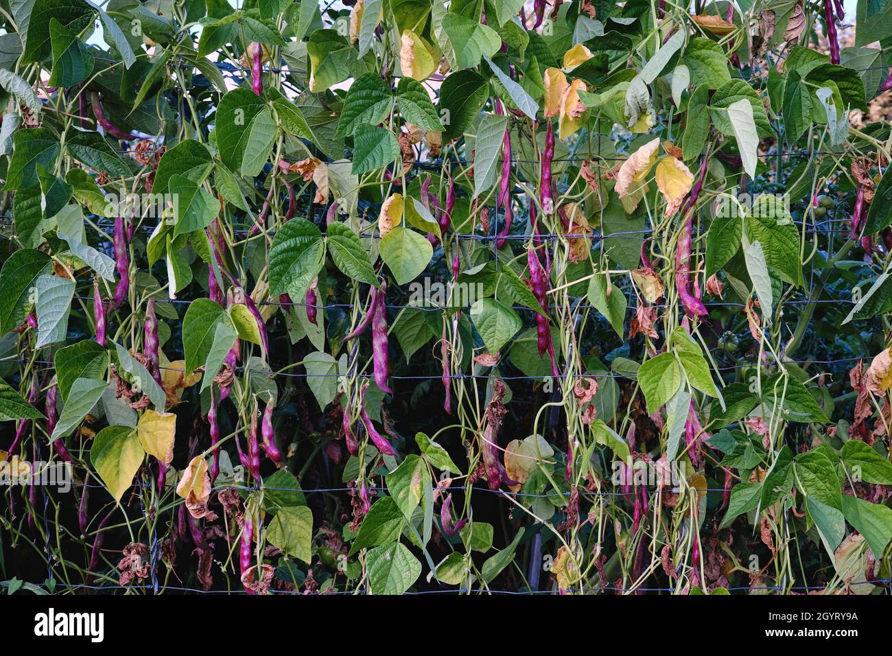 Runner beans Phaseolus coccineus plant with ripe purple colored pods ...