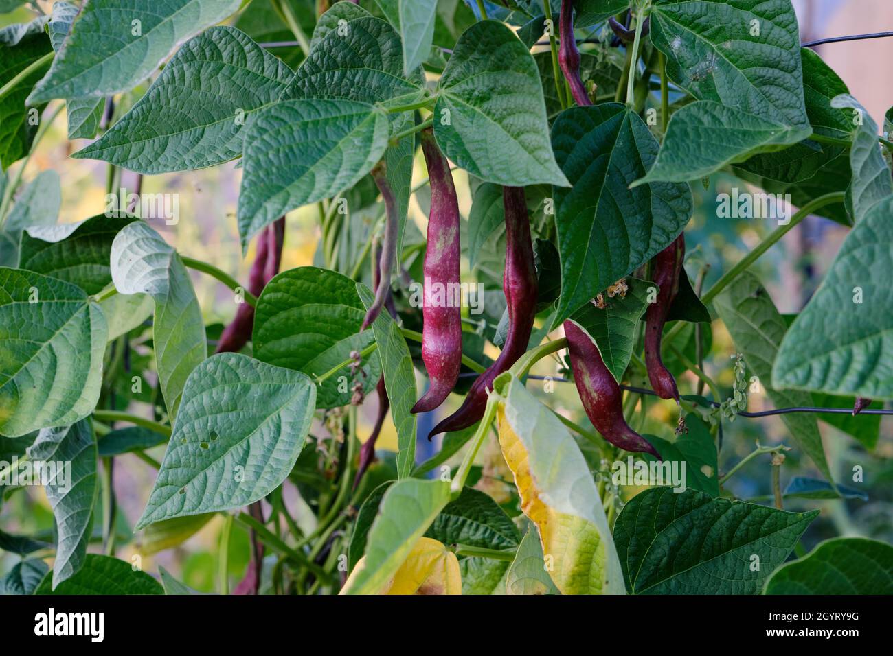 Runner beans Phaseolus coccineus plant with ripe purple colored pods ...