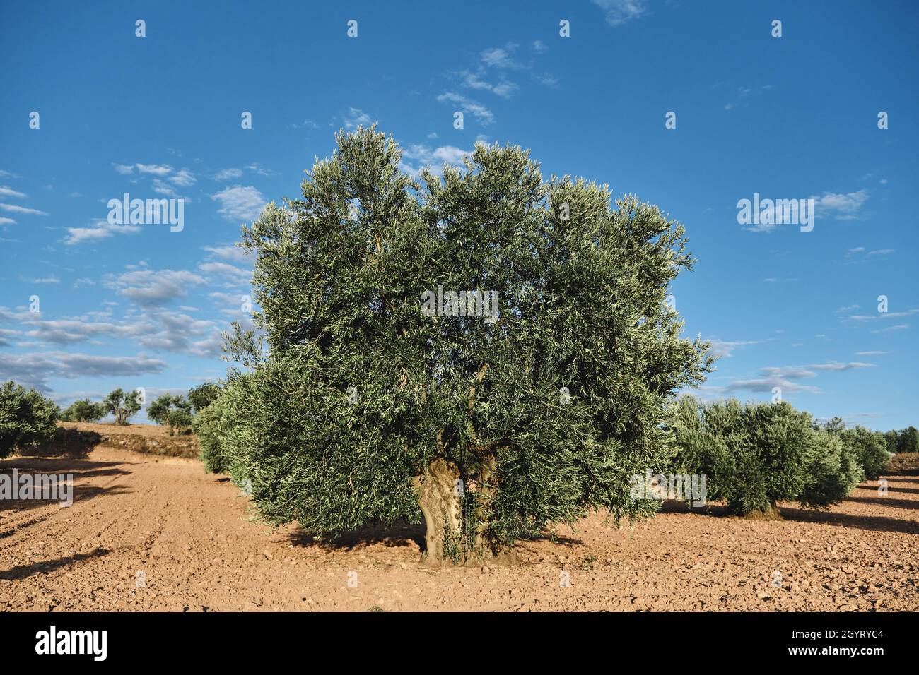 Olea europaea fileds, olive grove in Spain Stock Photo - Alamy