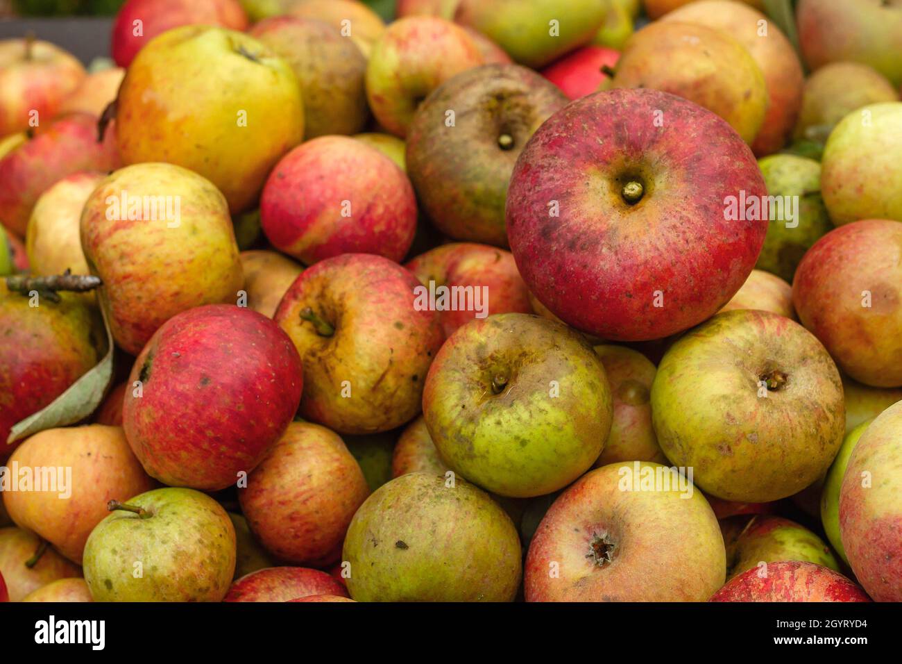 Real apple hi-res stock photography and images - Alamy