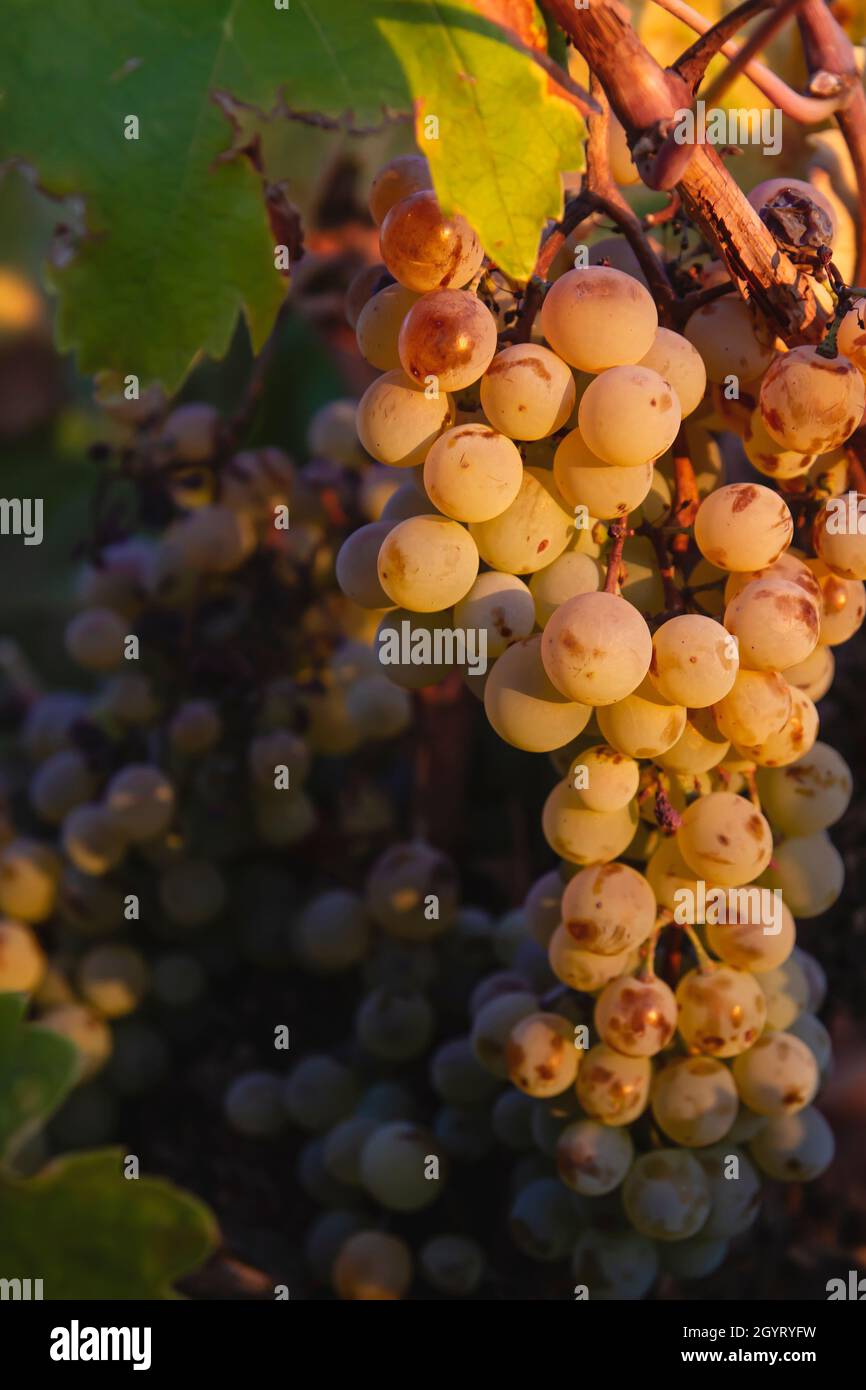 Vitis vinifera grapevine ripe fruits Stock Photo - Alamy