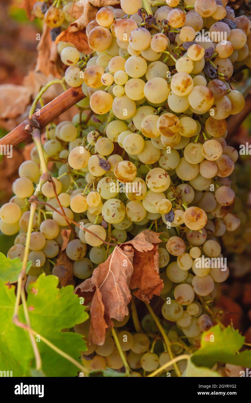 Vitis vinifera grapevine ripe fruits in winemaking farm in La Mancha ...