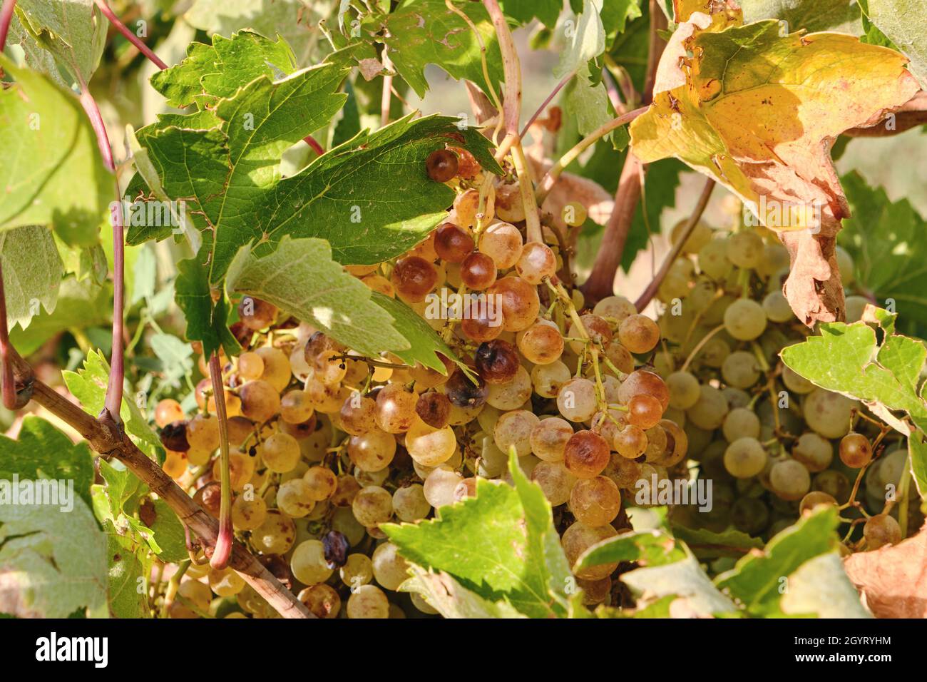Vitis vinifera grapevine ripe fruits bunch in harvest season Stock ...