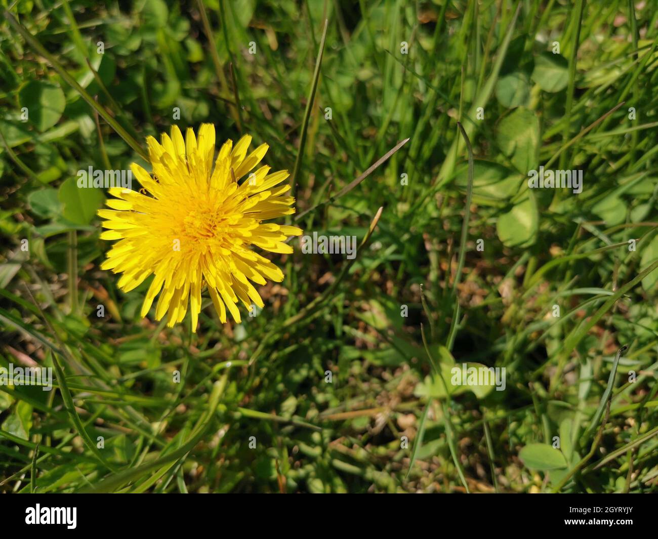 Top view of a yellow dandelion flower in a garden Stock Photo - Alamy