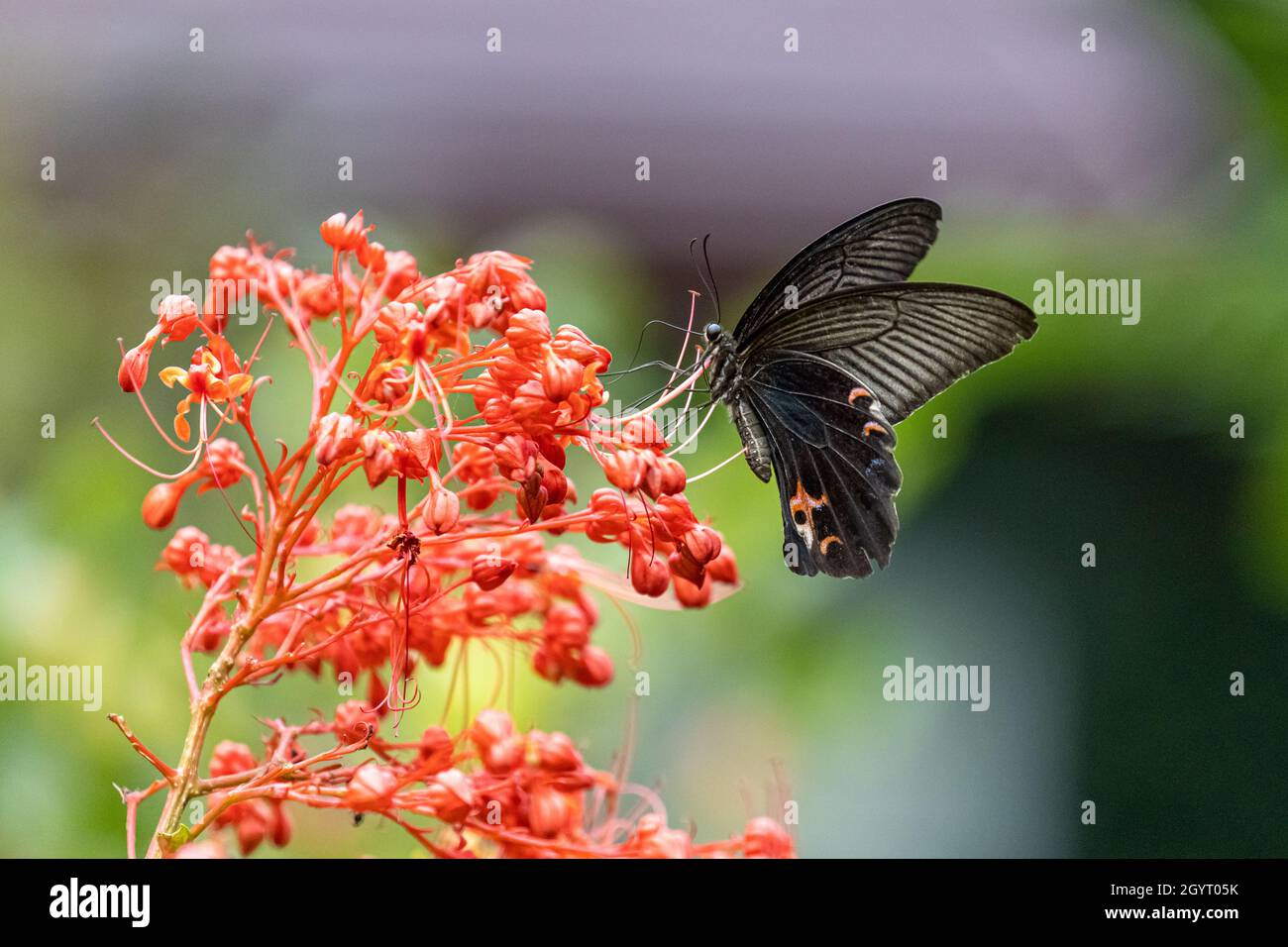 Spangle butterfly (Papilio protenor) drinking on plant Stock Photo - Alamy