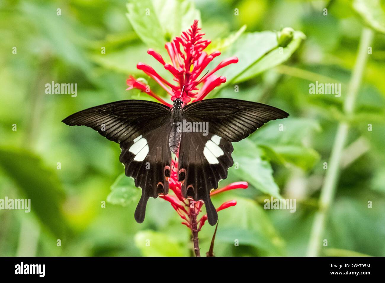 Papilio Helenus High Resolution Stock Photography and Images - Alamy