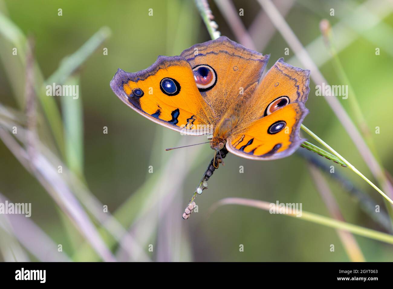 Peacock Pansy (Junonia almana) drinking on plant Stock Photo - Alamy
