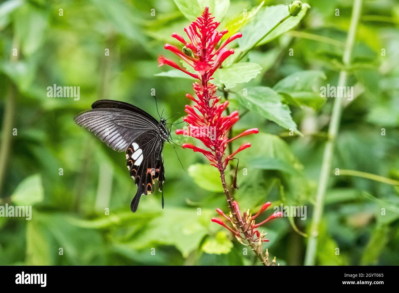 Red Helen butterfly (Papilio helenus) drinking on plant Stock Photo - Alamy