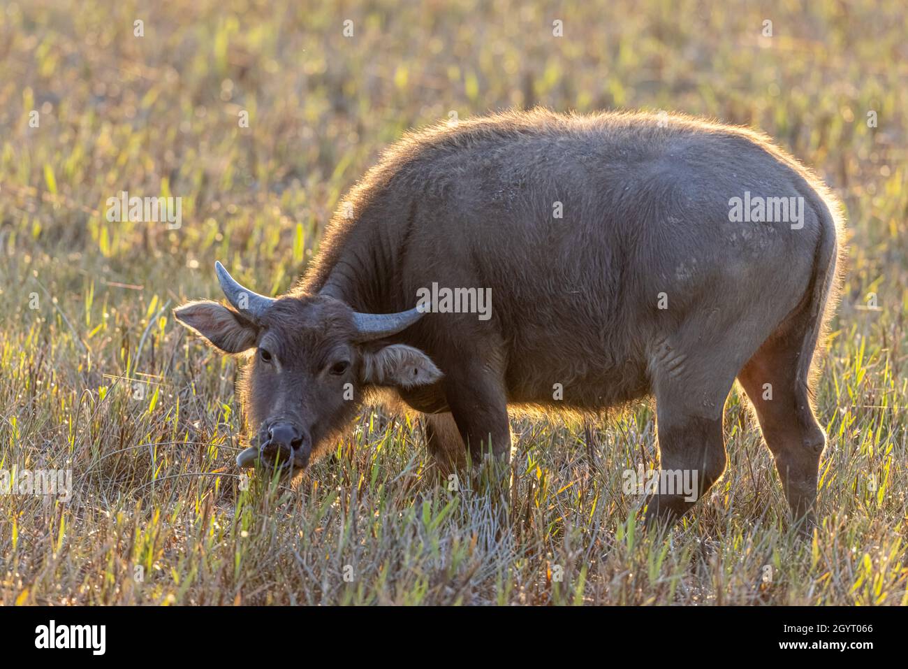 Asian water buffalo hi-res stock photography and images - Alamy