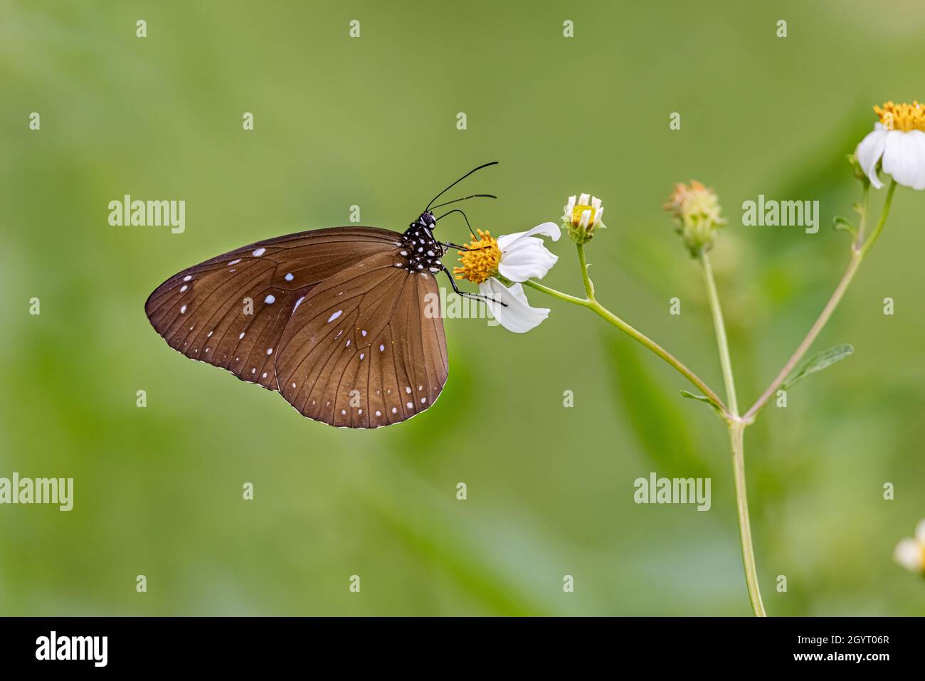 Common Indian Crow (Euploea core) drinking on plant Stock Photo - Alamy