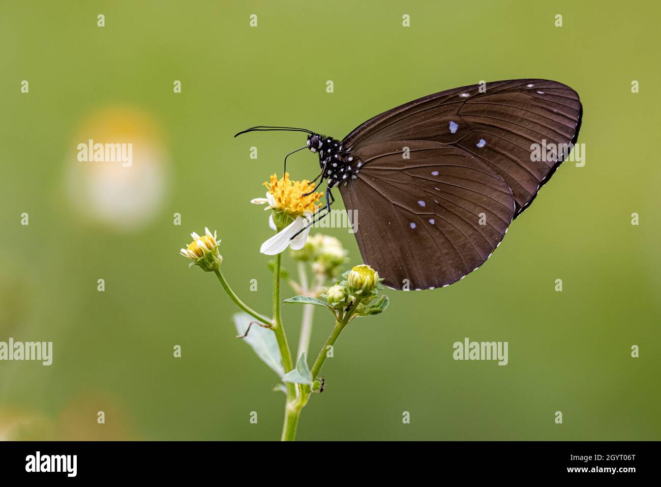 Common Indian Crow (Euploea core) drinking on plant Stock Photo - Alamy