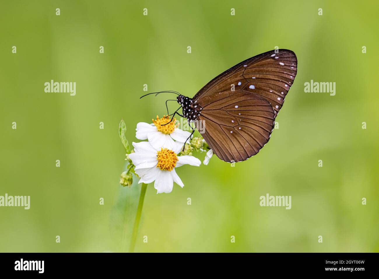 Common Indian Crow (Euploea core) drinking on plant Stock Photo - Alamy