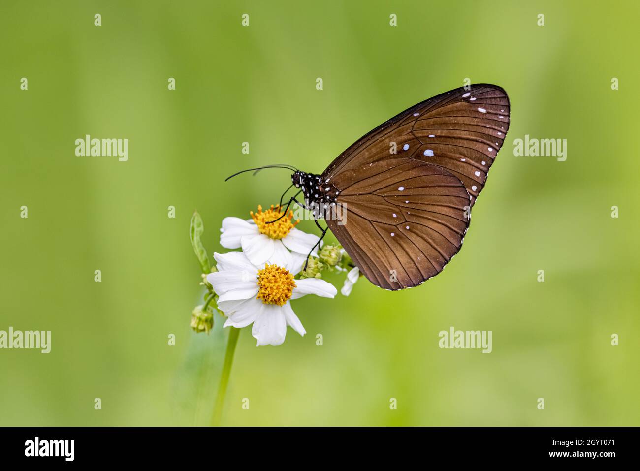 Common Indian Crow (Euploea core) drinking on plant Stock Photo - Alamy