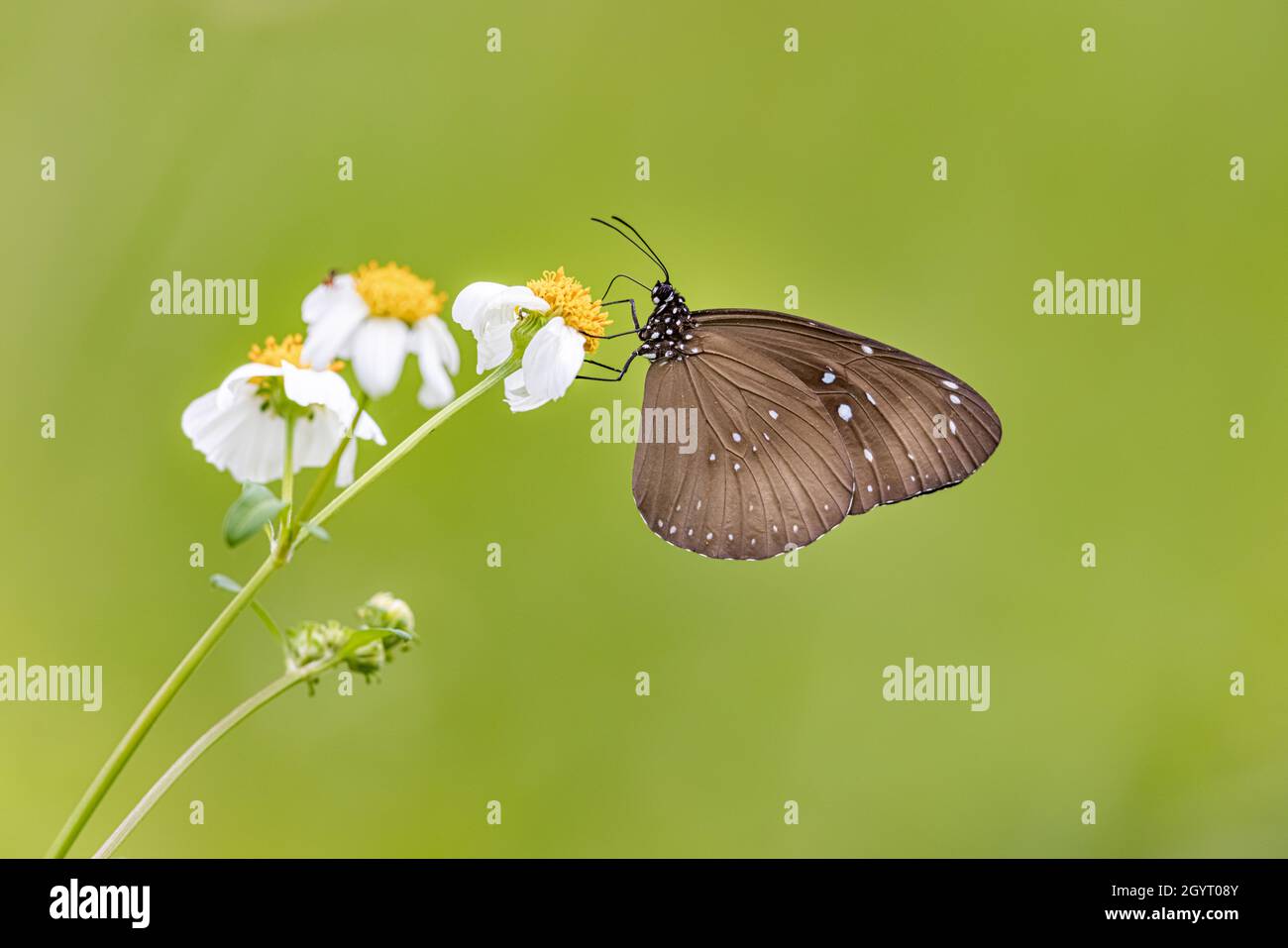 Common Indian Crow (Euploea core) drinking on plant Stock Photo - Alamy