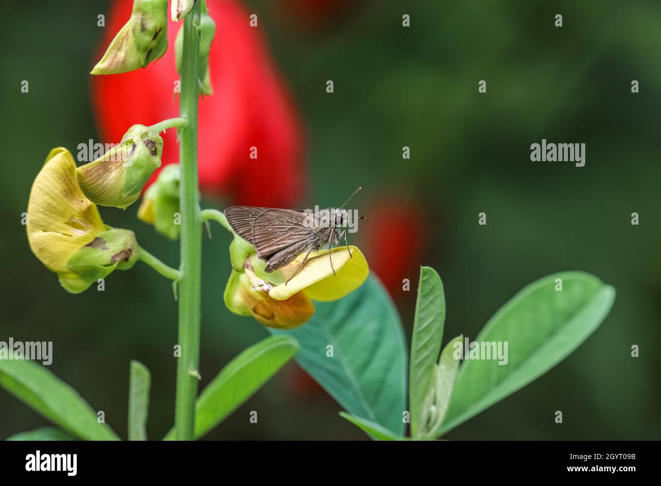 Little Branded Swift (Pelopidas agna) perching on plant Stock Photo - Alamy