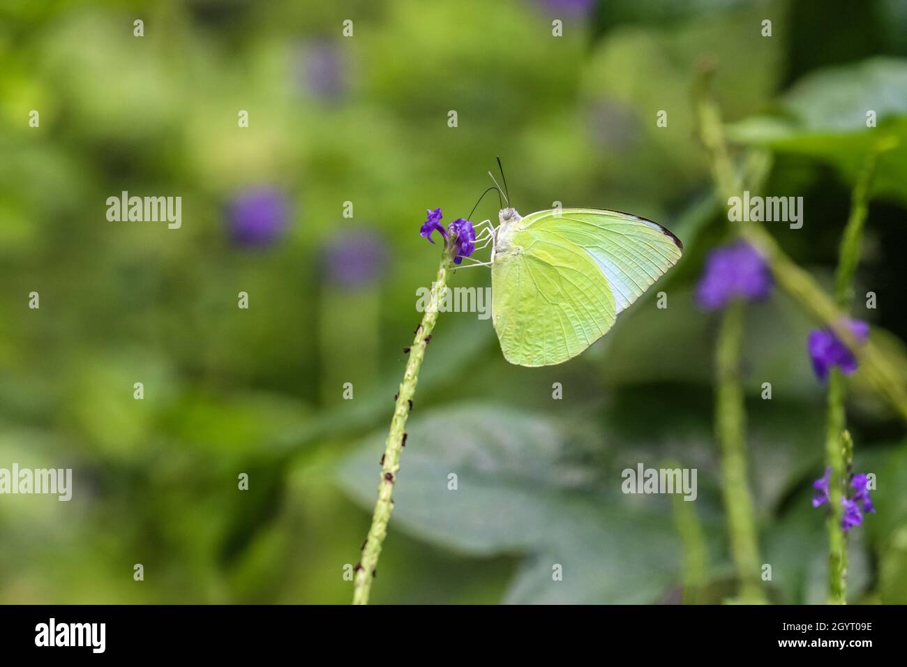 Common Albatross butterfly (Appias albina) drinking on plant Stock ...