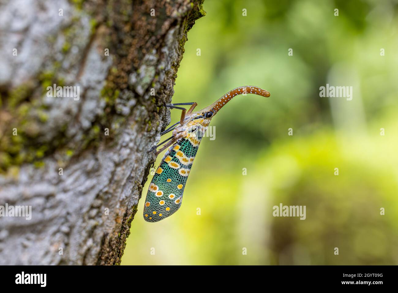 Lantern Fly (Pyrops candelaria) on Longan tree Stock Photo - Alamy