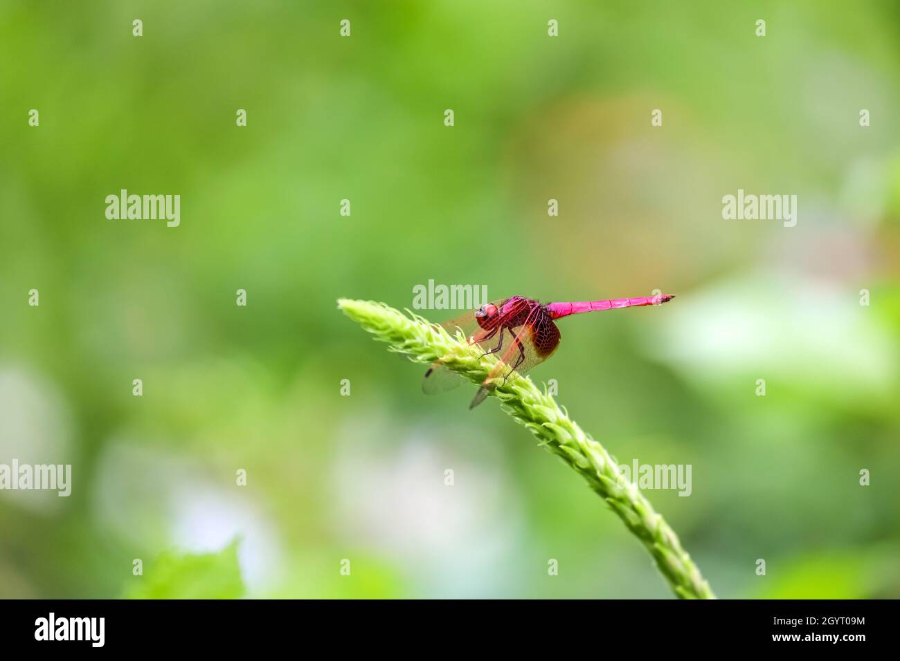 Portrait of dragonfly - Crimson Dropwing (male) (Trithemis aurora Stock ...