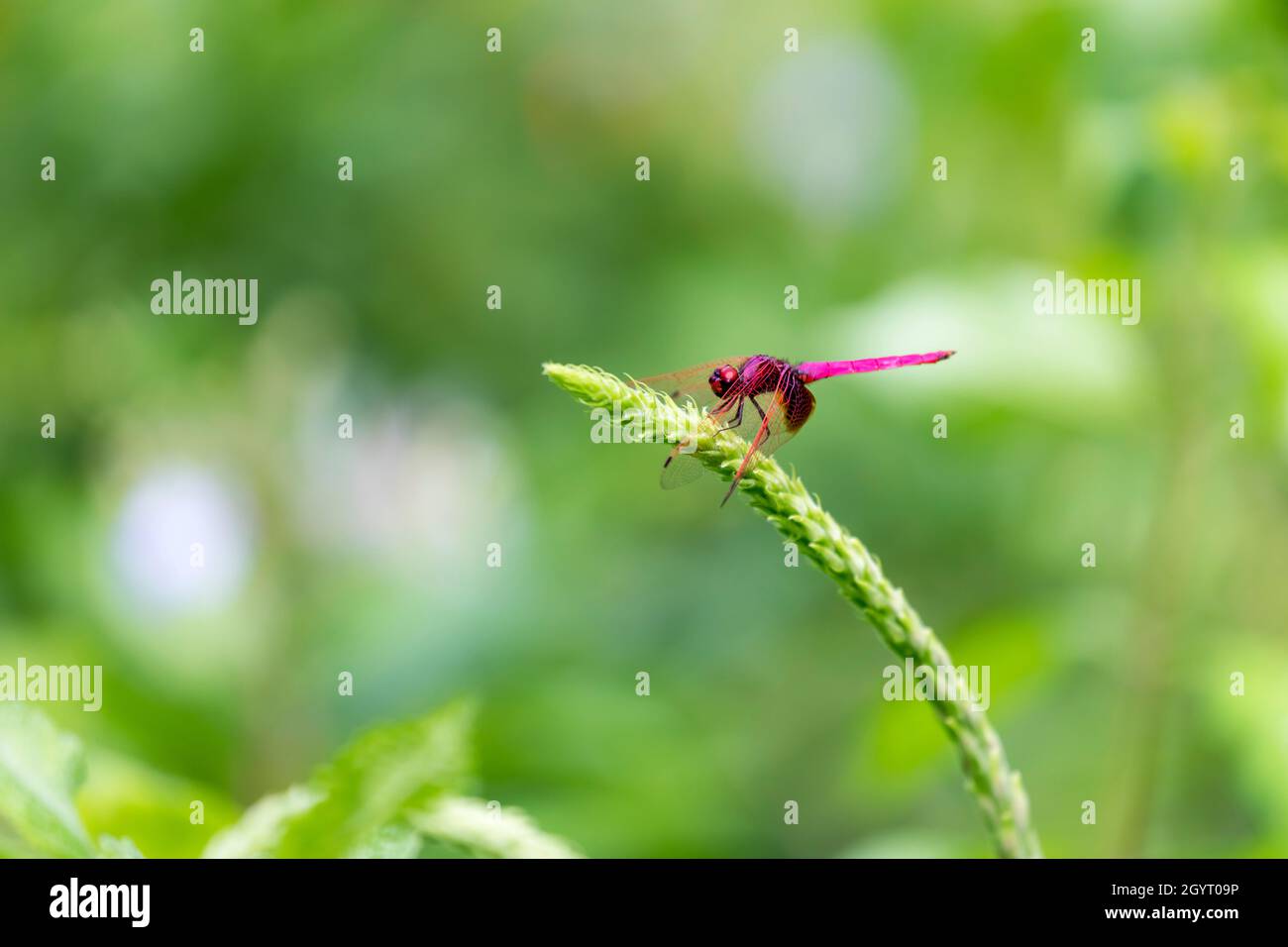 Portrait of dragonfly - Crimson Dropwing (male) (Trithemis aurora Stock ...