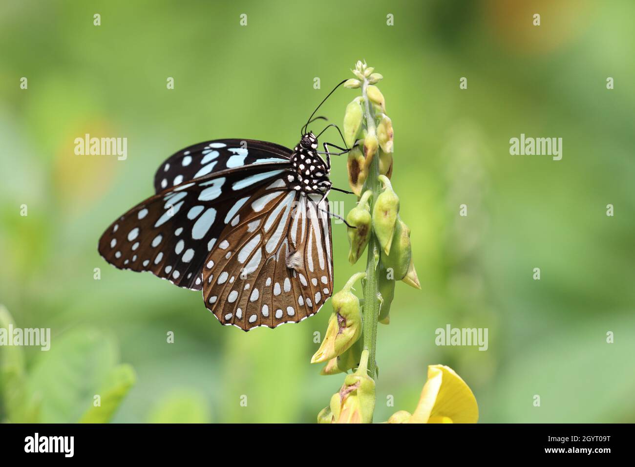 Blue Tiger (Tirumala limniace) drinking on plant Stock Photo - Alamy