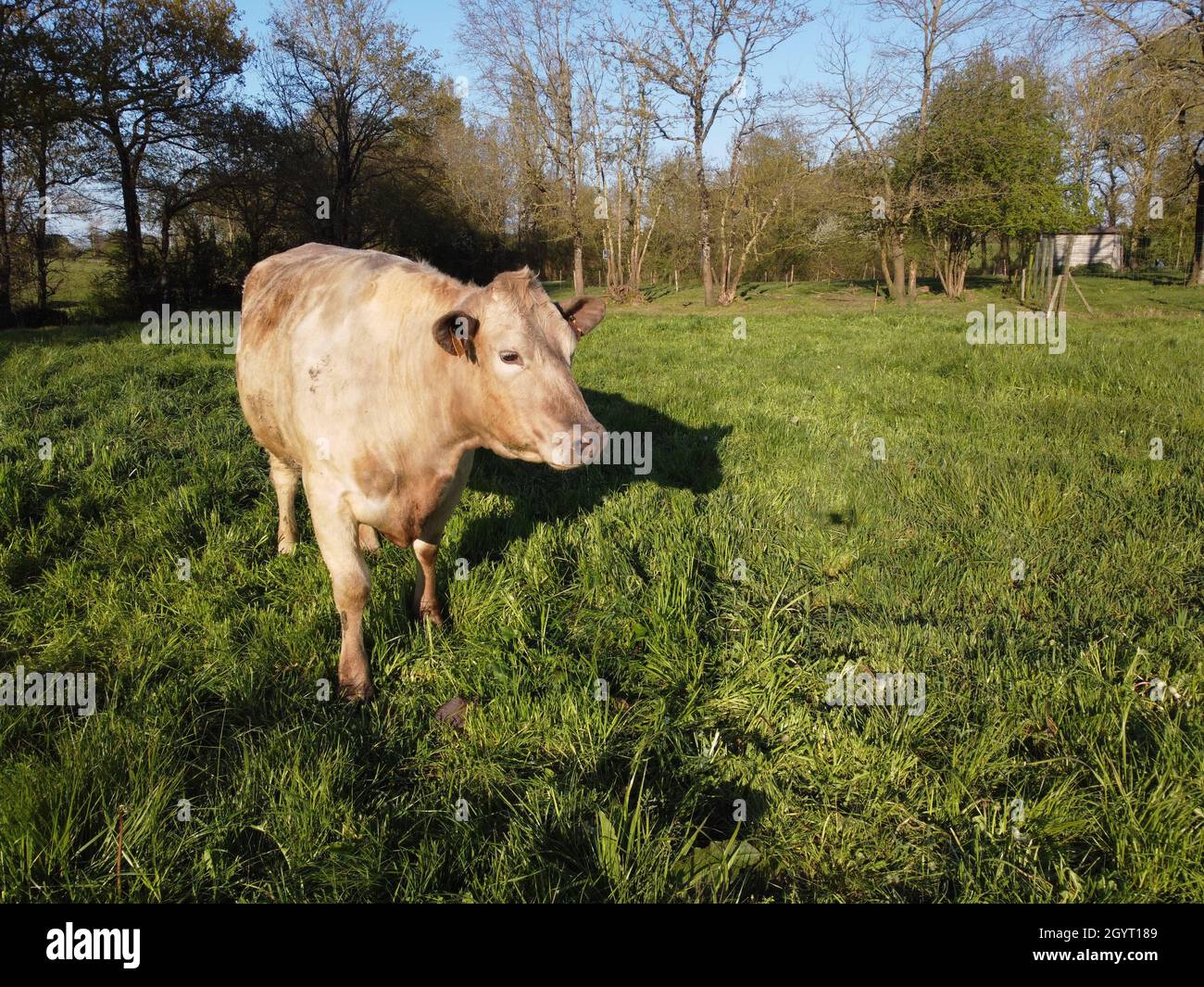 Here is a picture of a cow grazing in the wild ! Stock Photo - Alamy