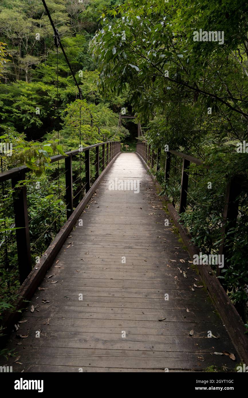 wooden bridge in deep forest, natural Summer background. rural place in ...