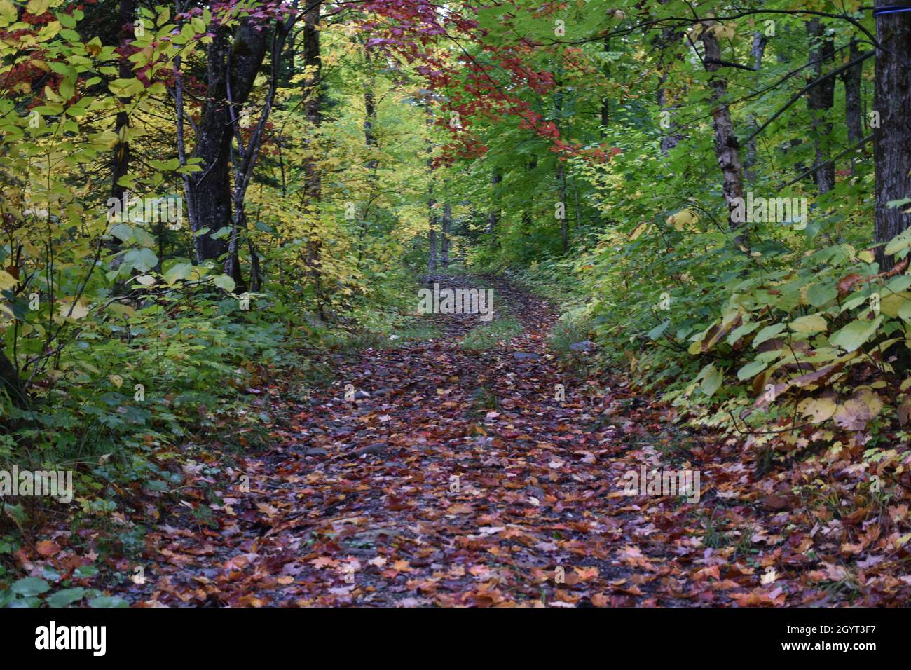 Arce forest hi-res stock photography and images - Alamy