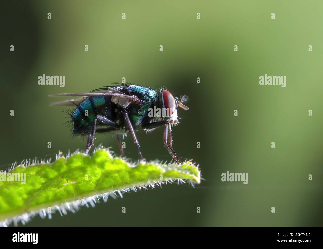 Macro photo of insects hi-res stock photography and images - Alamy