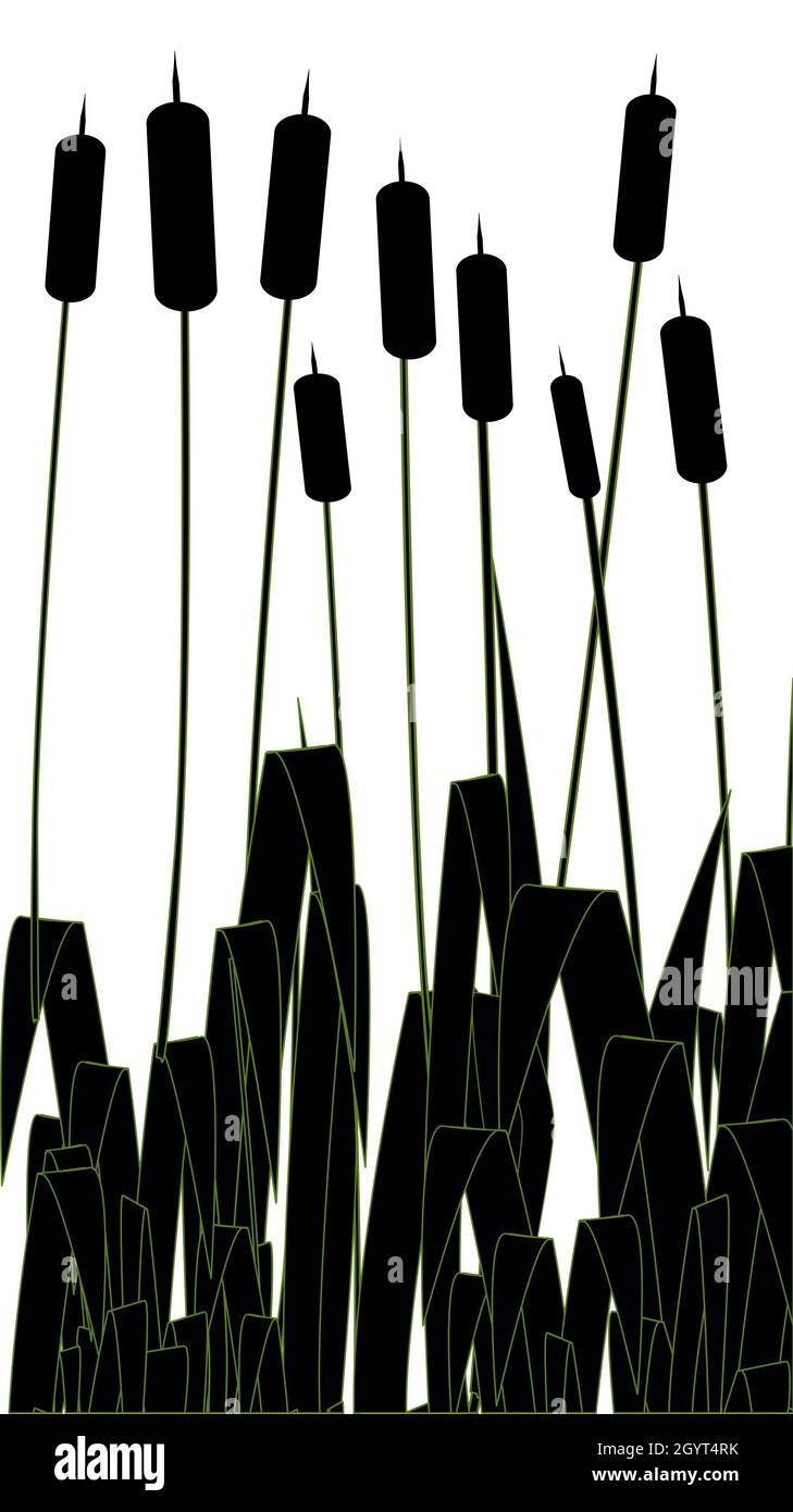 Bulrush pond grass growing in silhouette against a white sky background ...