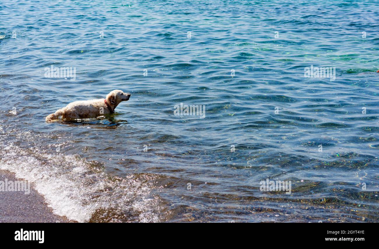 Dog running on seawater, at Messinia, Greece Stock Photo - Alamy