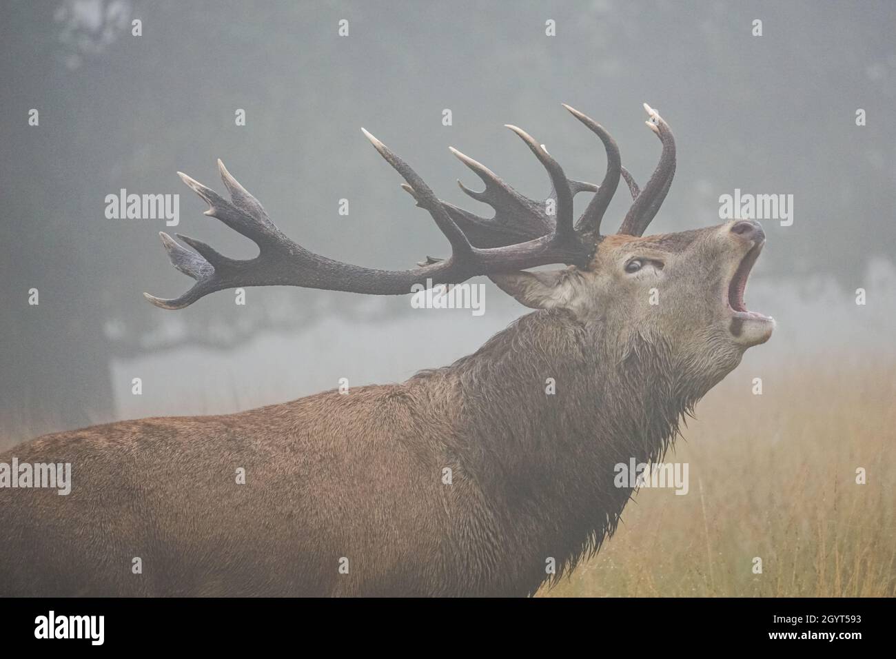 Red deer stag roaring in dense fog during annual rutting season Stock ...
