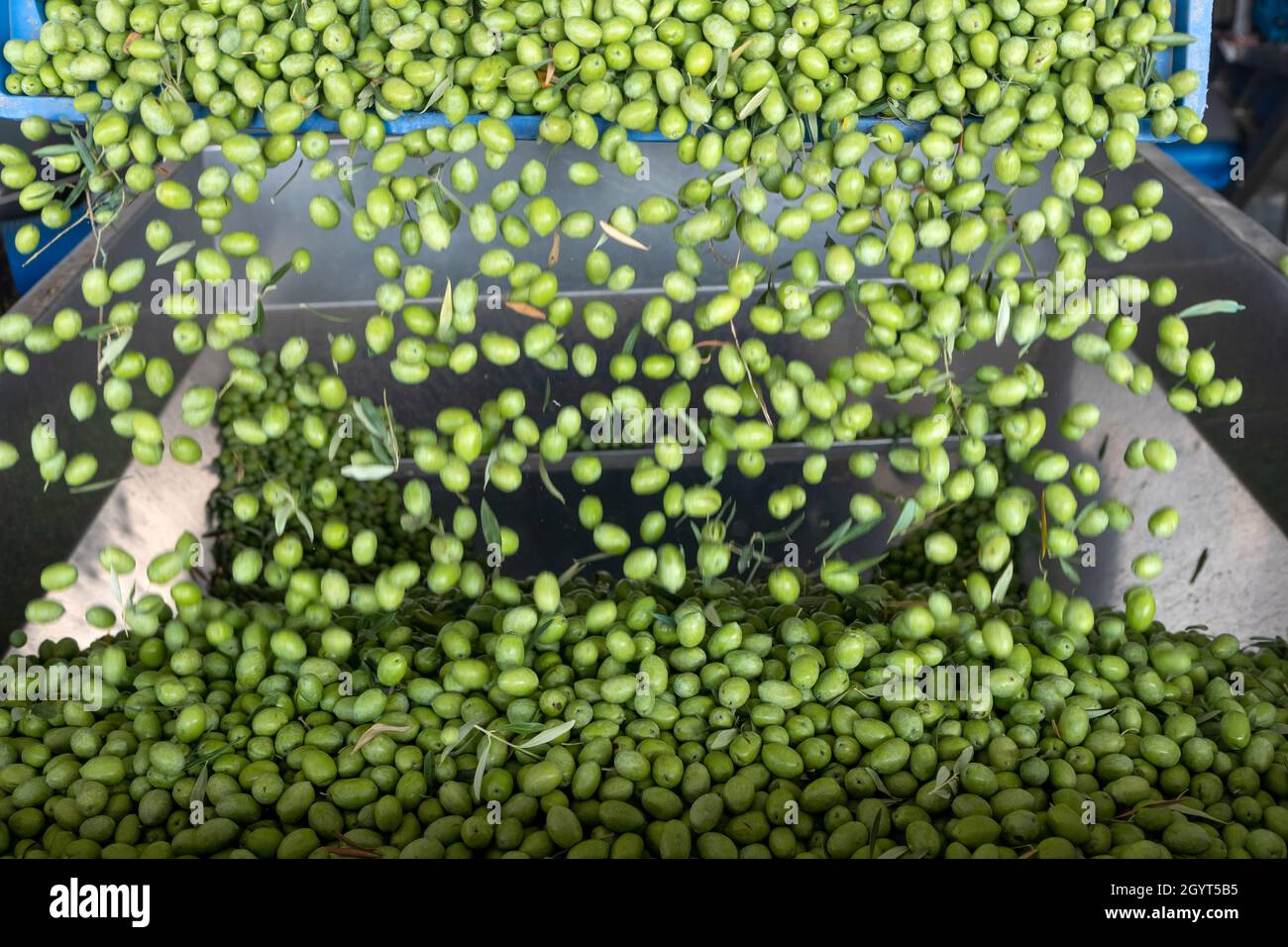 Olive oil factory hi-res stock photography and images - Alamy
