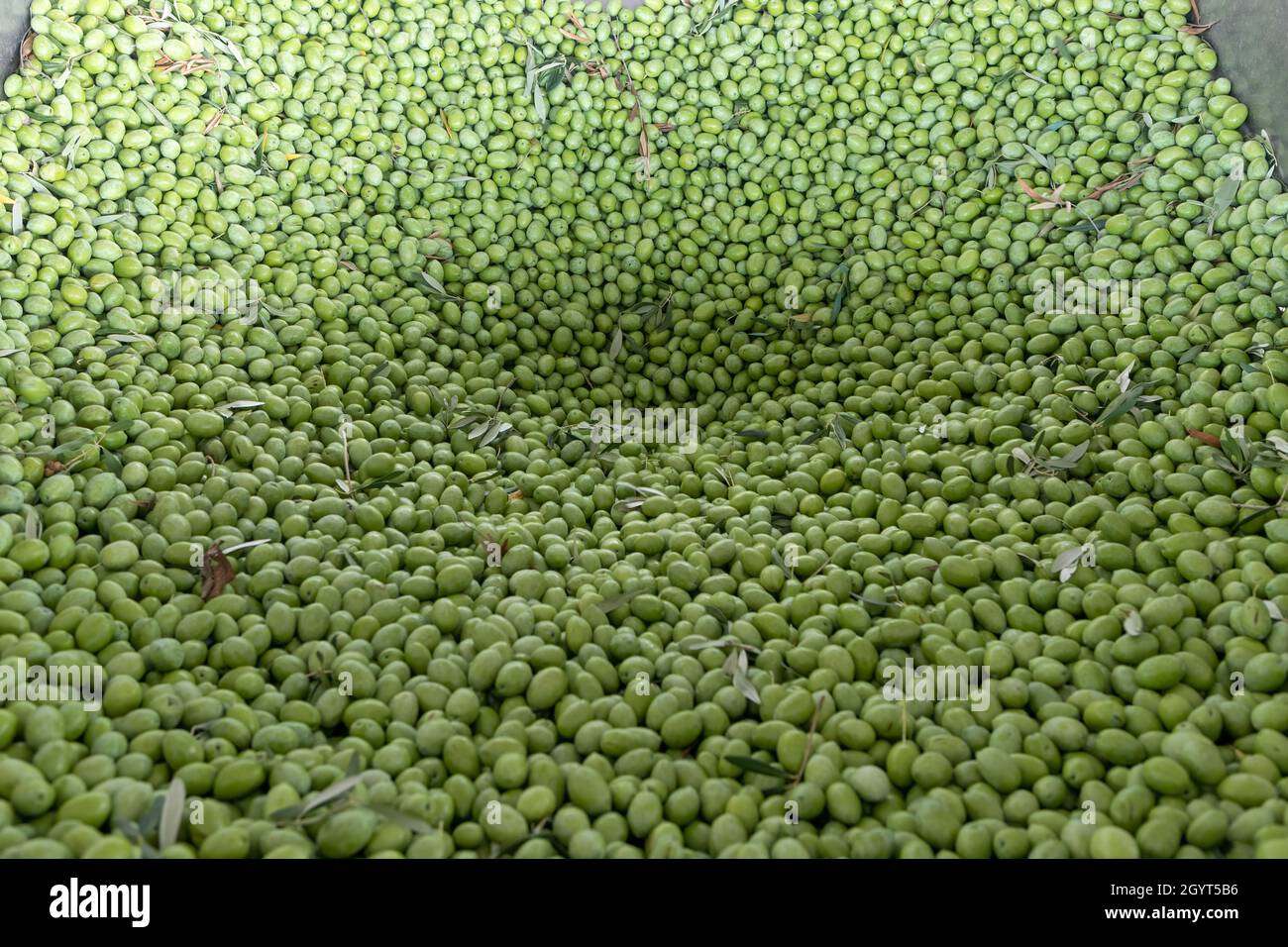 Olive oil press in oil hi-res stock photography and images - Alamy