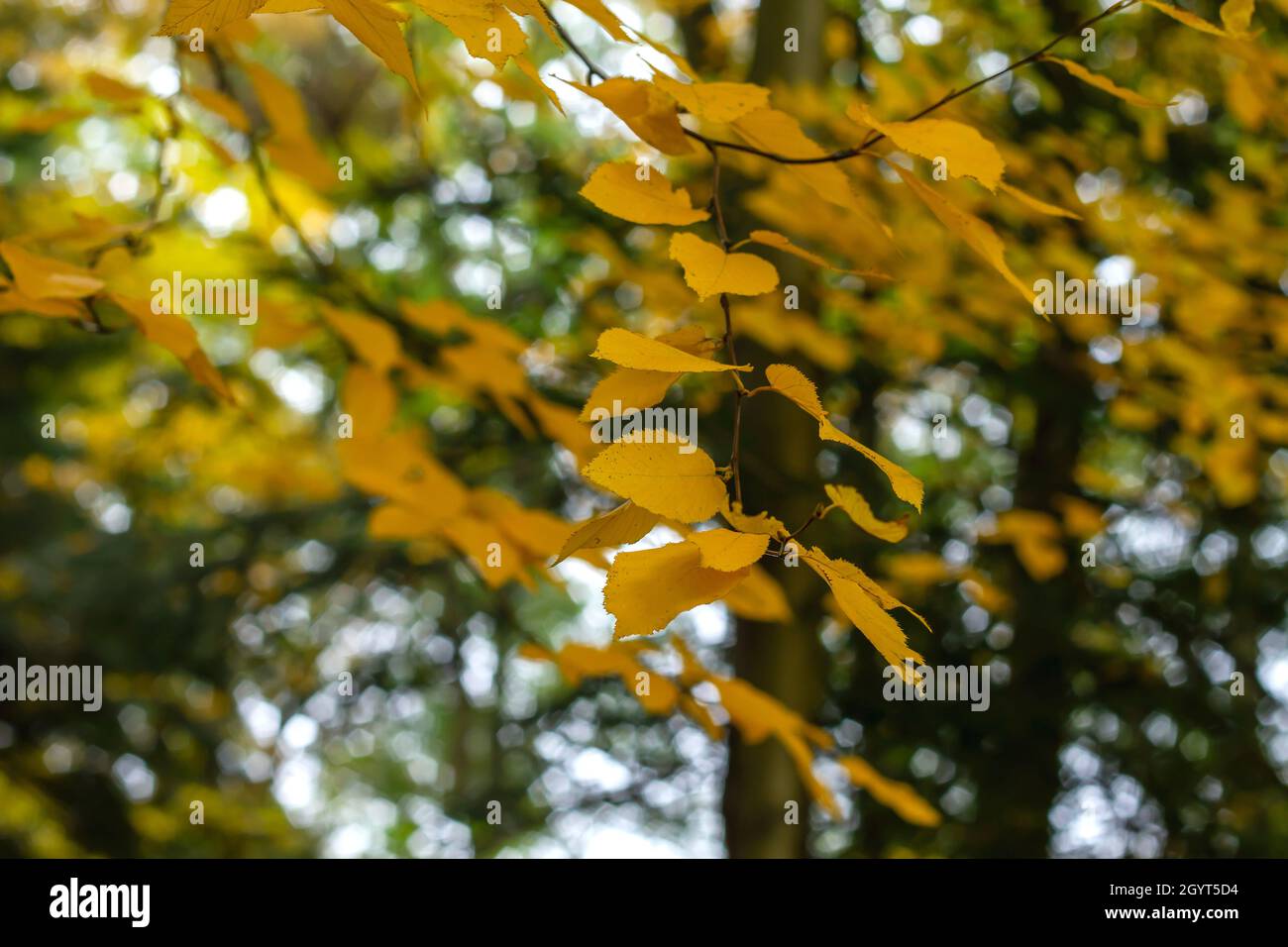 Detail of european hornbeam (Carpinus betulus) deciduous tree yellow ...
