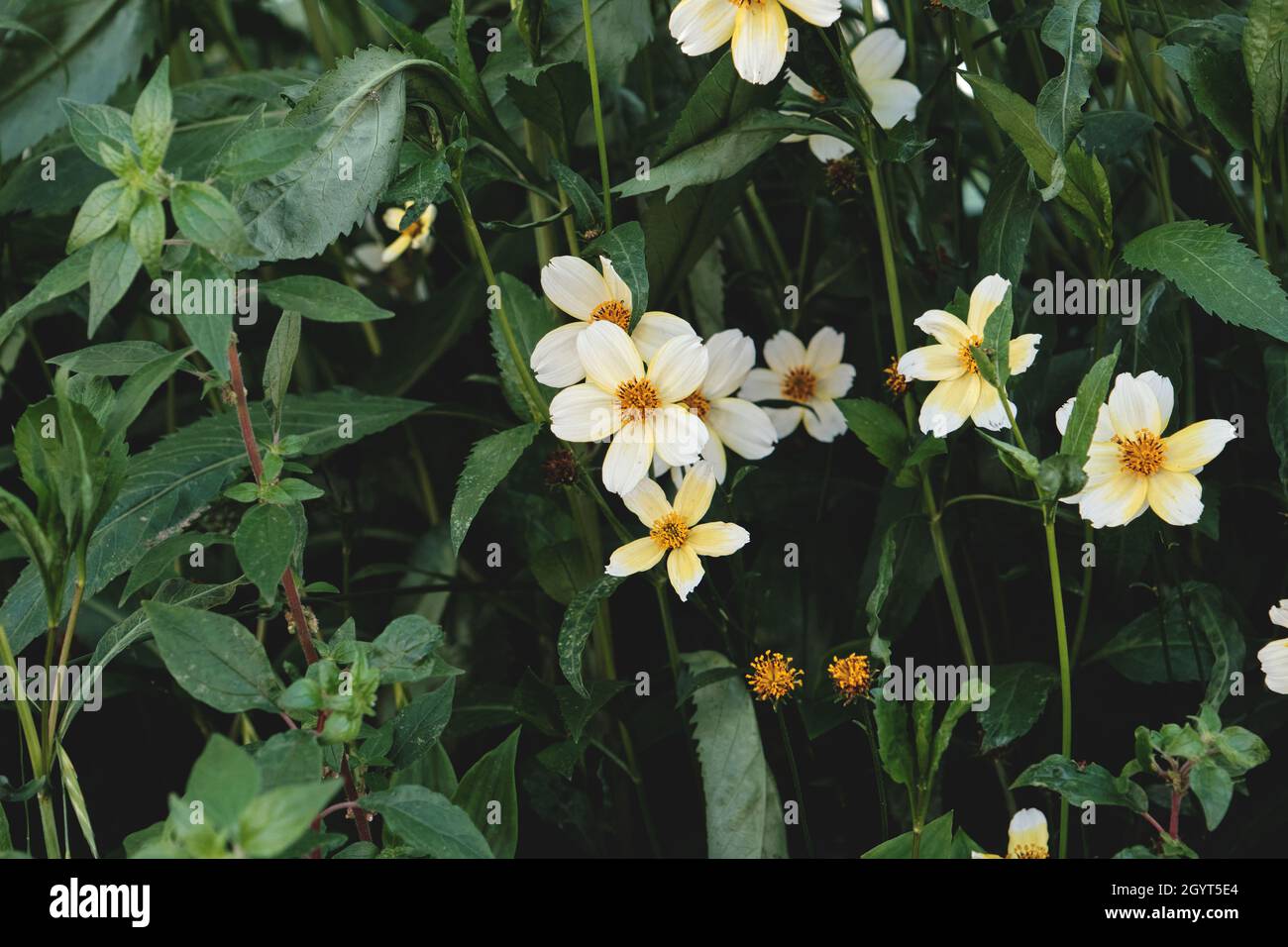 Bidens bidens aurea hi-res stock photography and images - Alamy