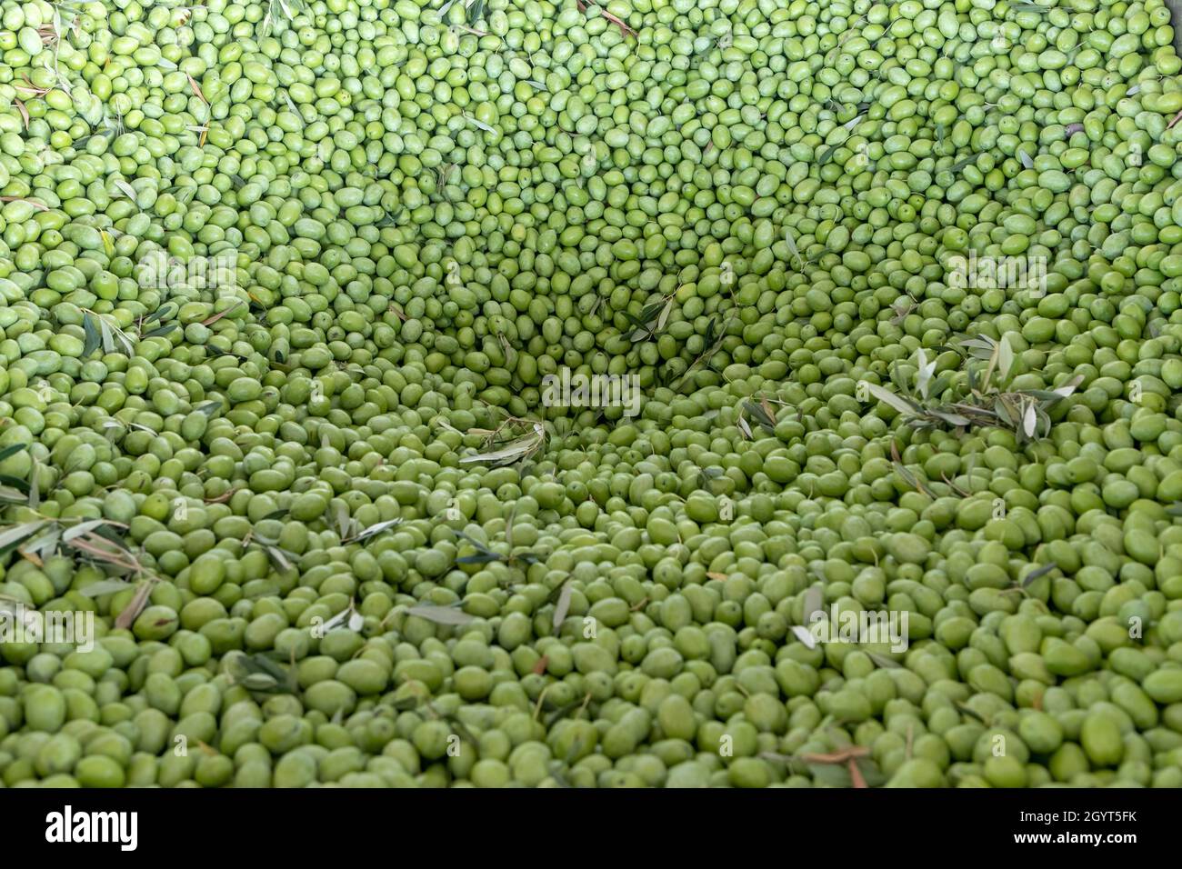 Olive oil extraction machine hi-res stock photography and images - Alamy