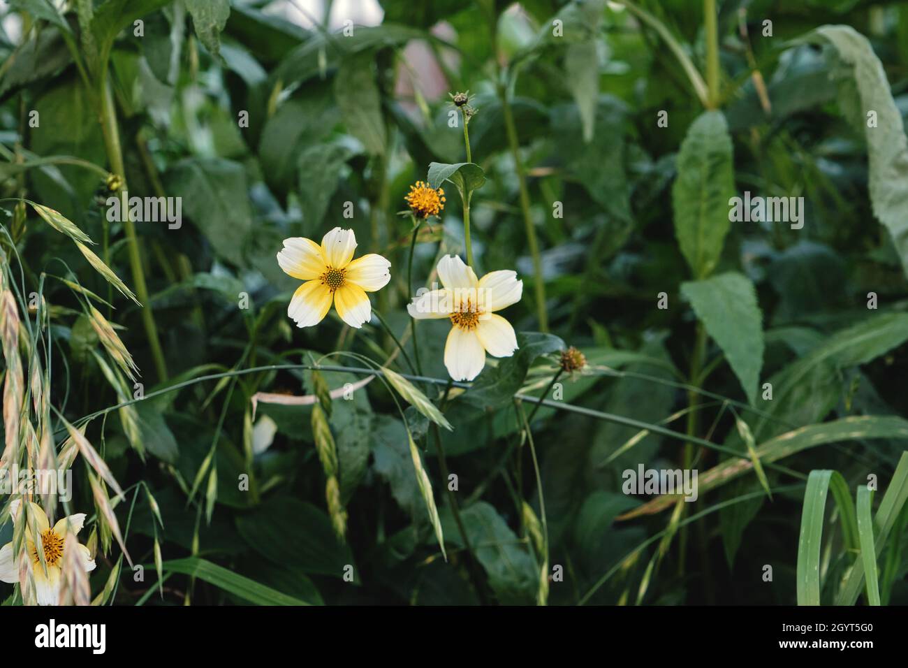 White beggarticks hi-res stock photography and images - Alamy