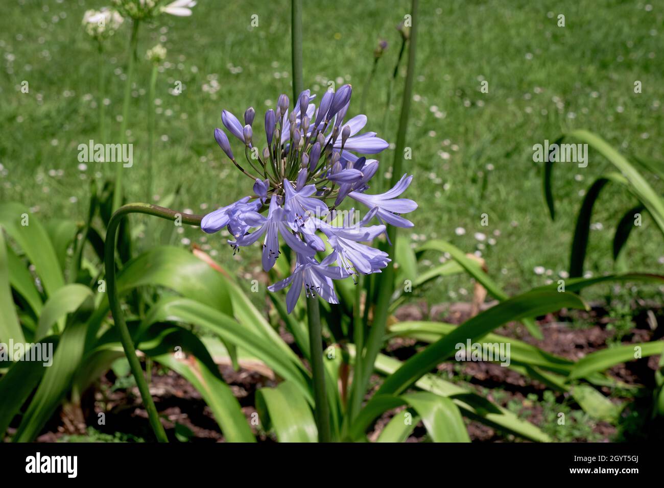 Agapanthus praecox blue lily flower blooming Stock Photo - Alamy