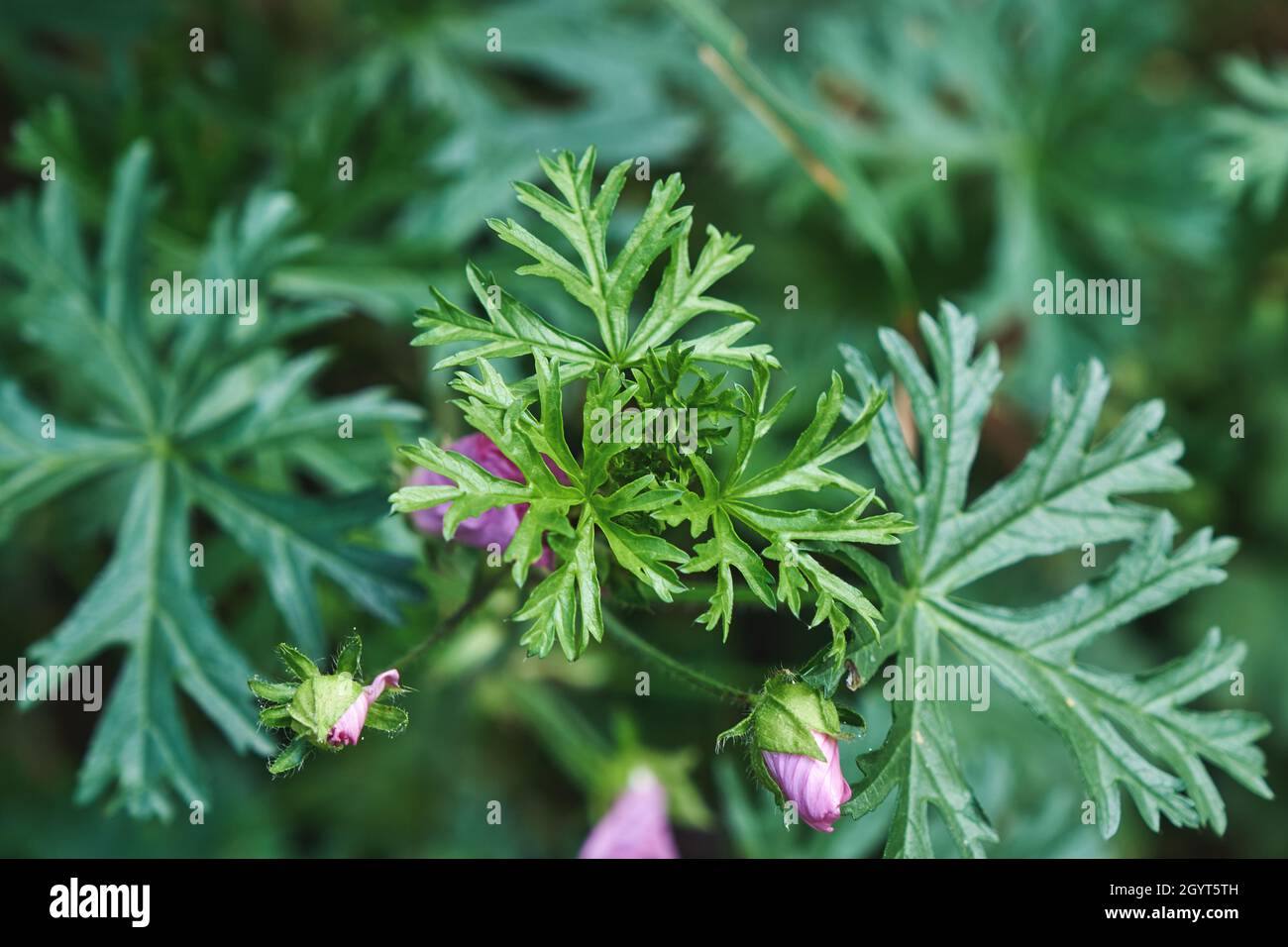 Malva moschata musk-mallow edible pink flowers and fresh green leaves ...