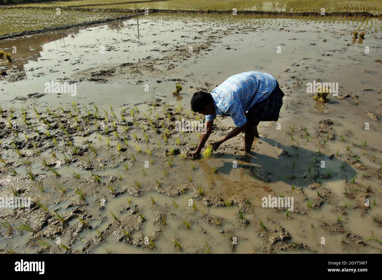 Gazipur, Bangladesh - January 06, 2008: The Farmers are planting ...