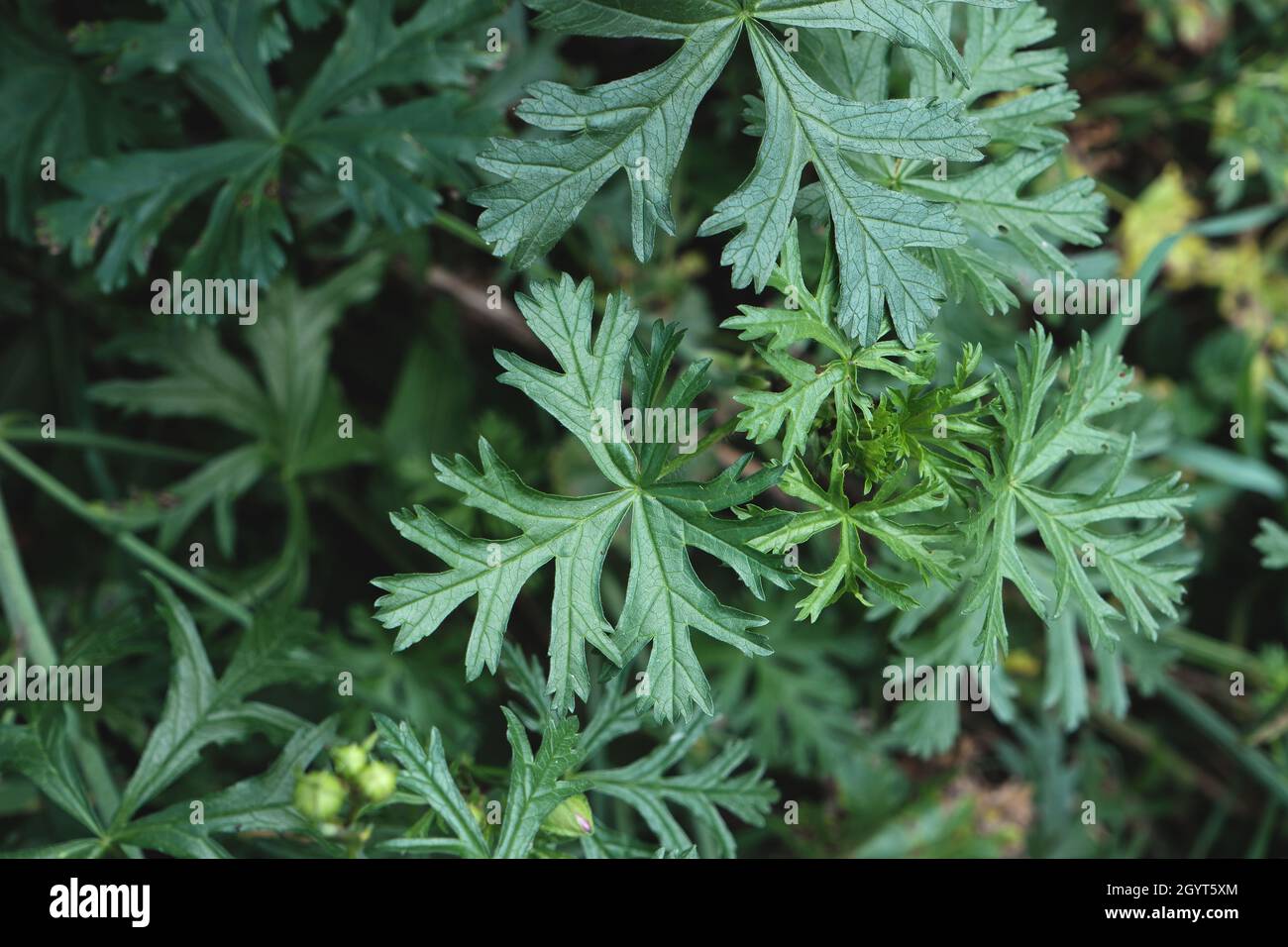 Malva moskata musk-mallow green edible leaves Stock Photo - Alamy
