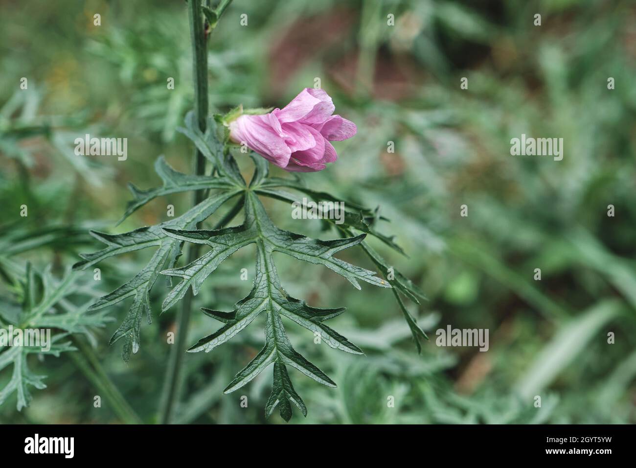 Malva moschata, the musk mallow pink blooming flower and green edible ...