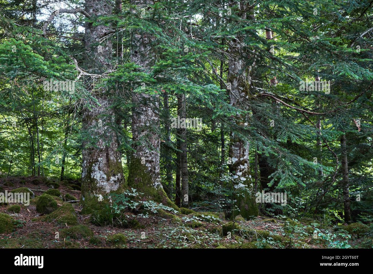 Silver fir european abies hi-res stock photography and images - Alamy