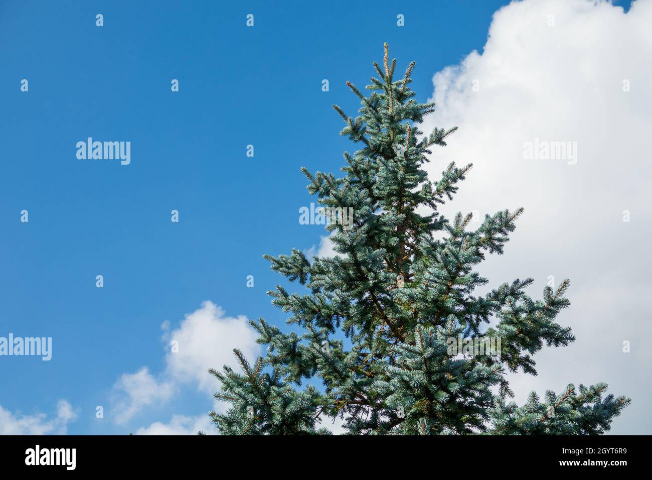 Top of Blue spruce silver pine Stock Photo - Alamy